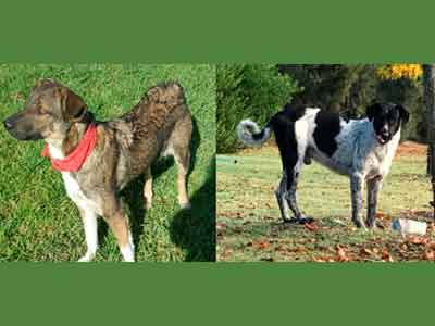 Marma y Mancha están en adopción - Revista Locally - Nordelta